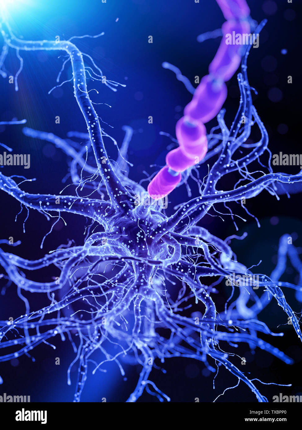 3d rendered medically accurate illustration of an human nerve cell ...
