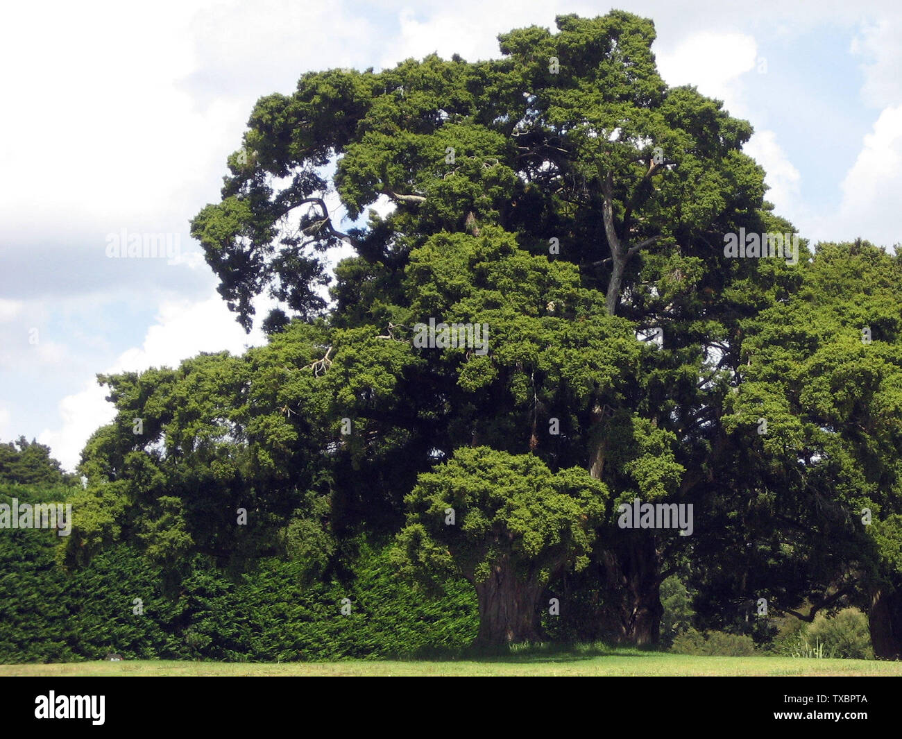 Podocarpus Totara High Resolution Stock Photography and Images - Alamy