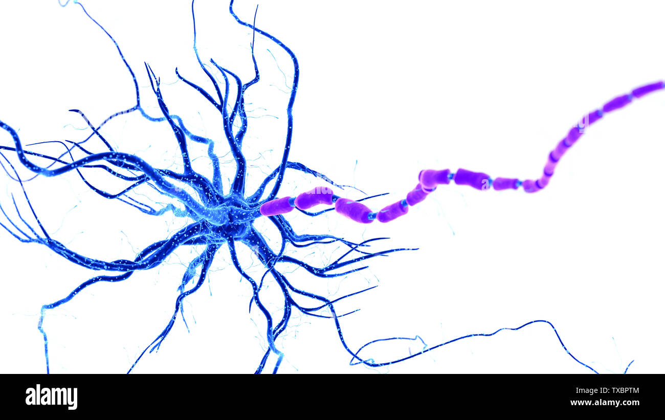 3d rendered medically accurate illustration of a human nerve cell on ...