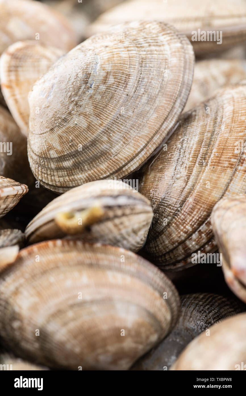 Fan clams hi-res stock photography and images - Alamy