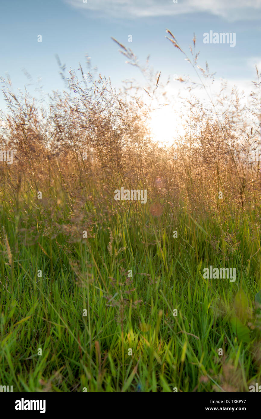 Original grass hi-res stock photography and images - Alamy