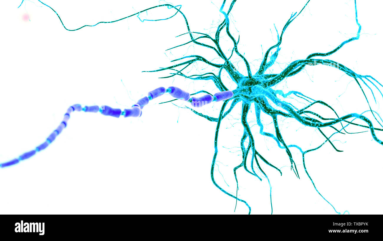 3d rendered medically accurate illustration of a human nerve cell on ...