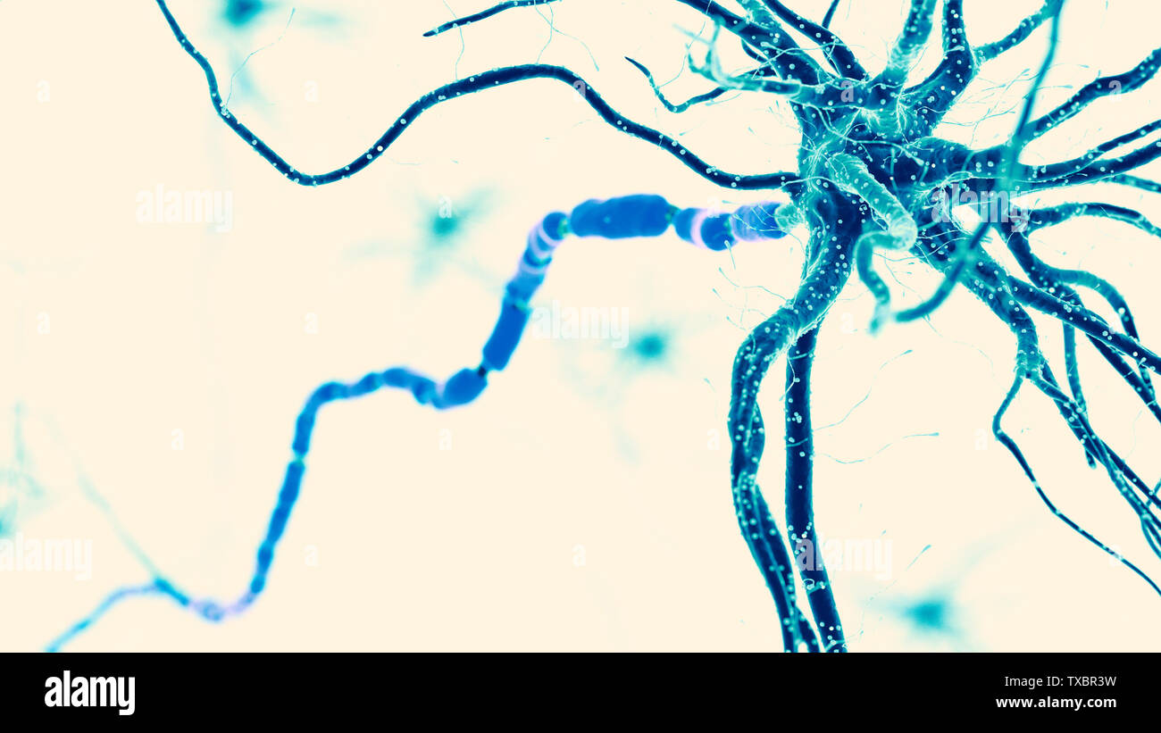 3d rendered medically accurate illustration of a human nerve cell on ...
