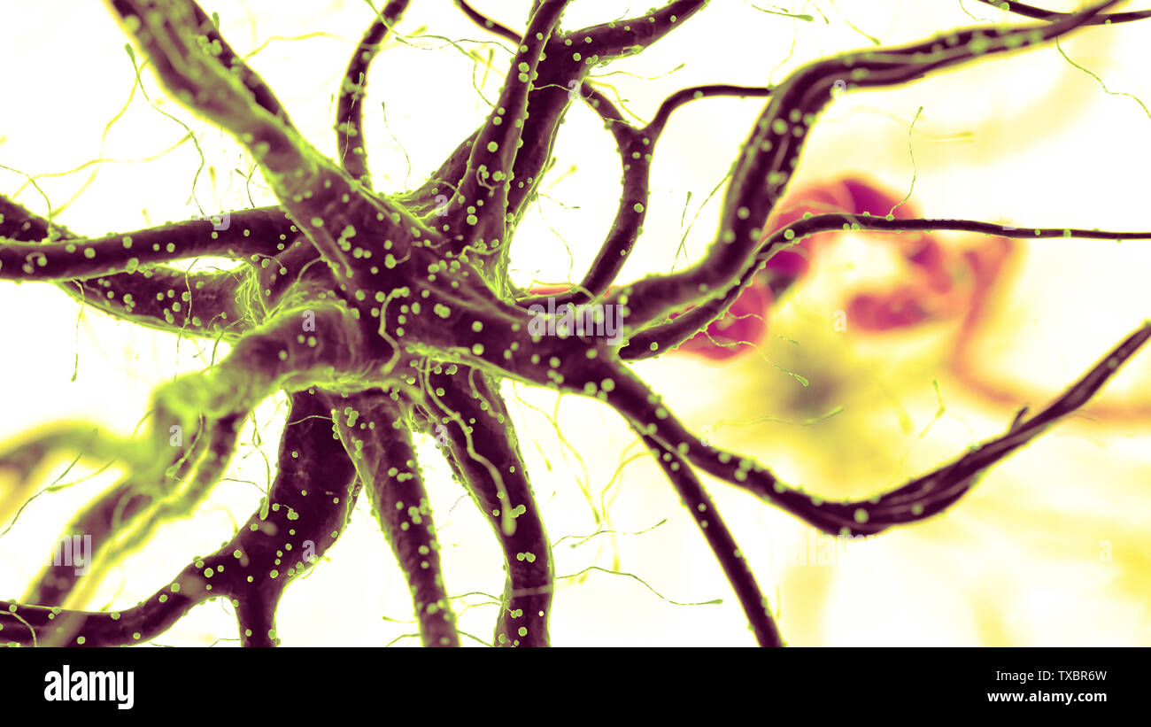 3d rendered medically accurate illustration of a human nerve cell on ...