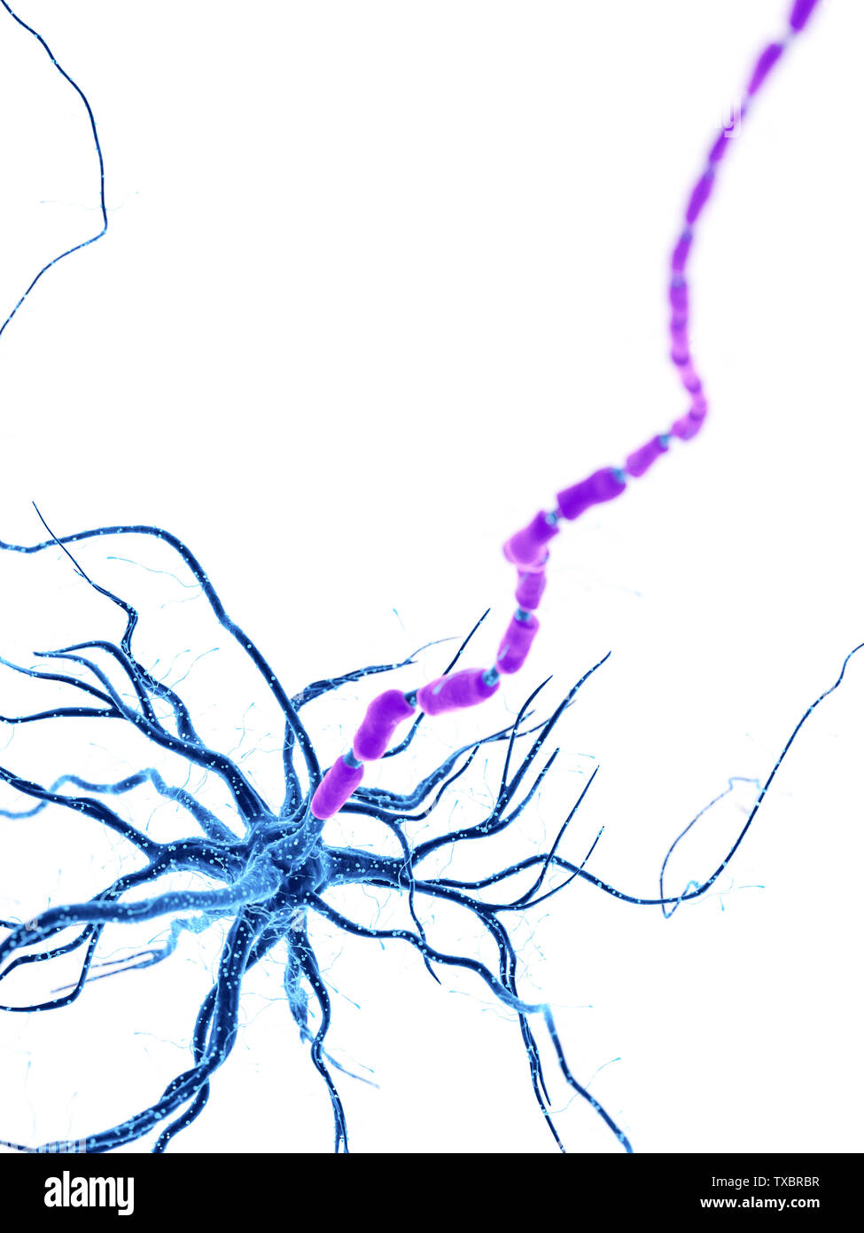 3d rendered medically accurate illustration of an human nerve cell ...