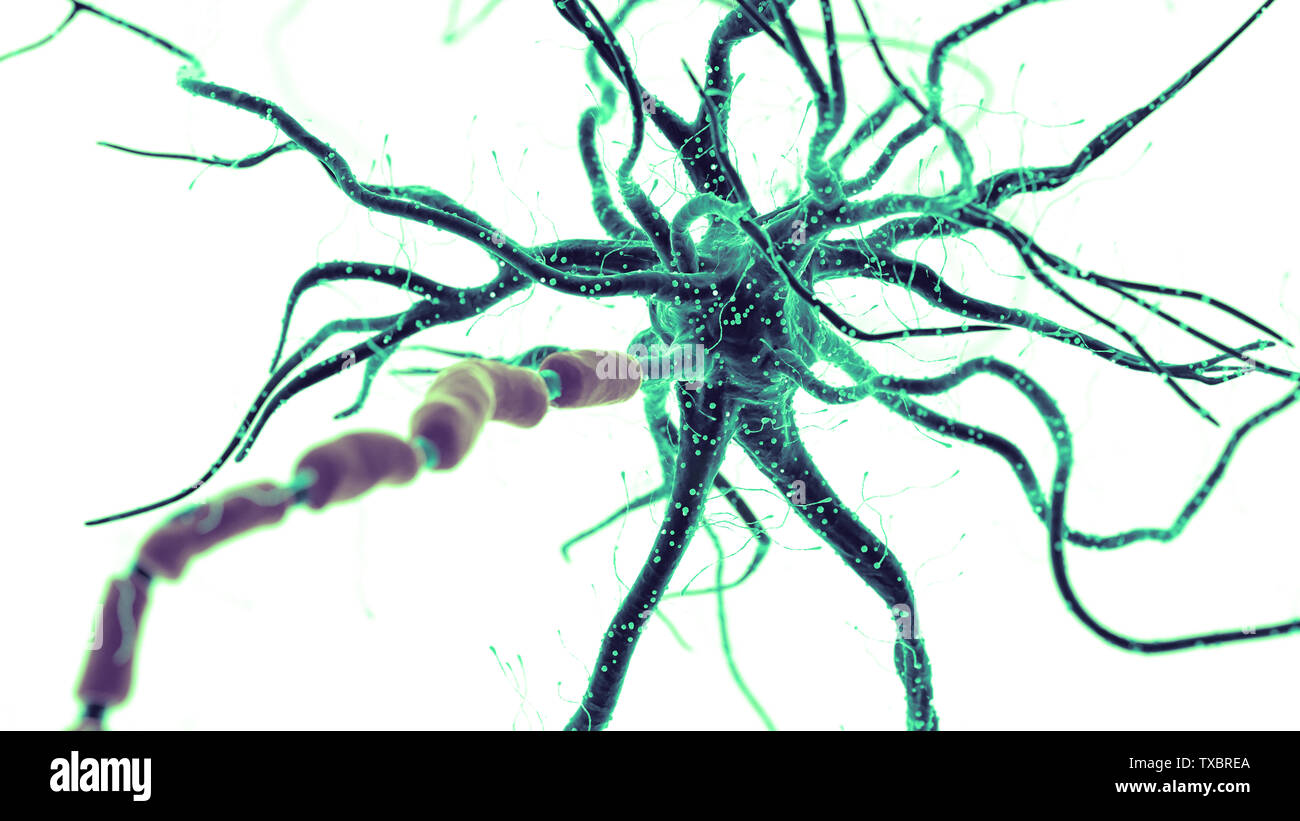 3d rendered medically accurate illustration of a human nerve cell on ...