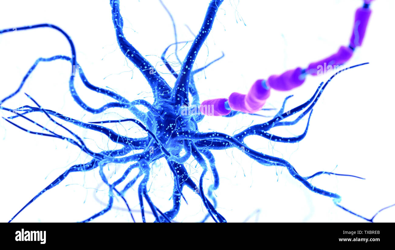 3d rendered medically accurate illustration of a human nerve cell on ...