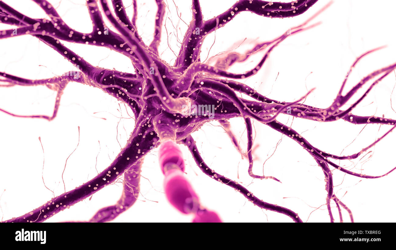 3d rendered medically accurate illustration of a human nerve cell on ...