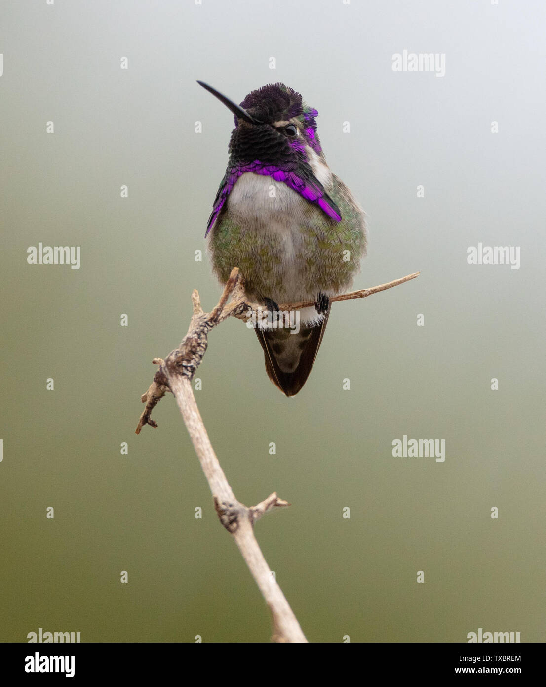 A male Costa's hummingbird sits on a stick on the Palm Canyon Trail ...