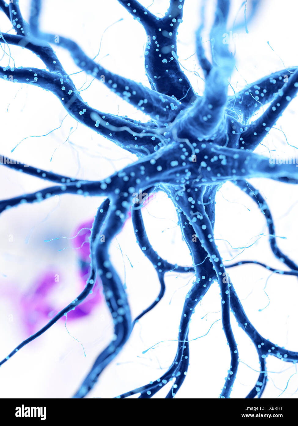 3d rendered medically accurate illustration of an human nerve cell ...