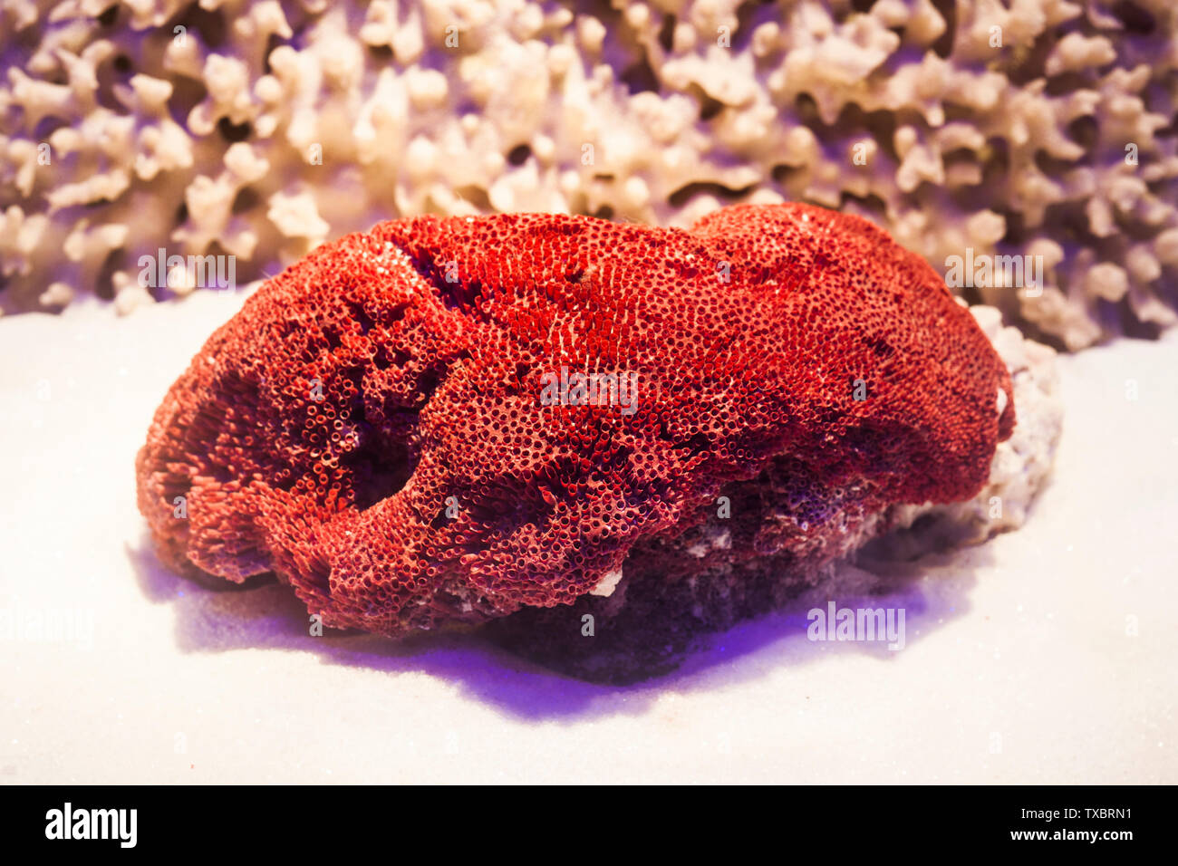 Fossils and reefs and red corals hi-res stock photography and images ...