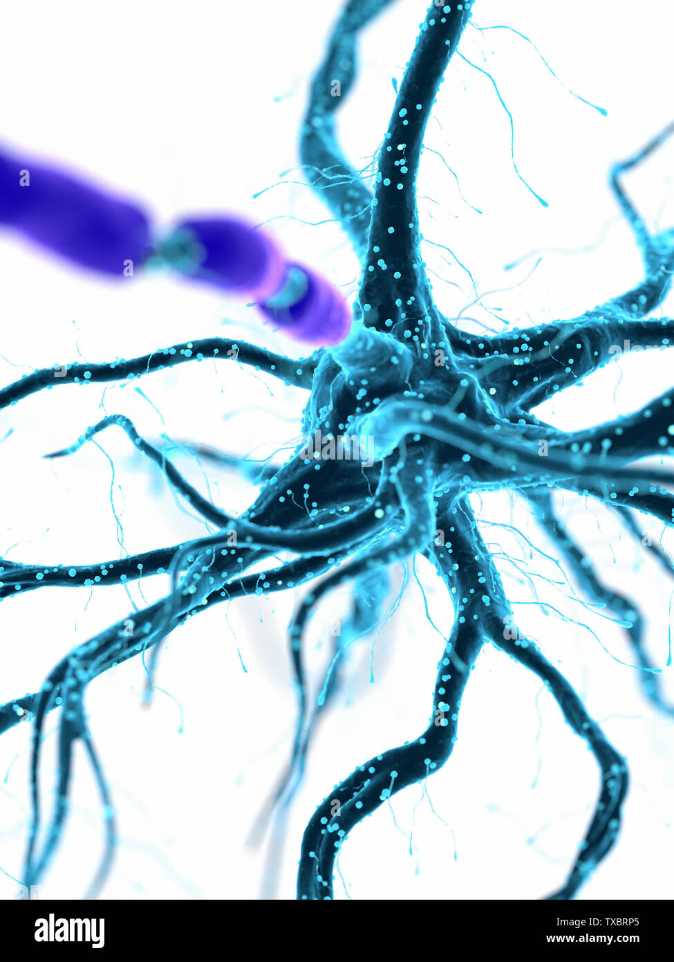 3d rendered medically accurate illustration of an human nerve cell ...