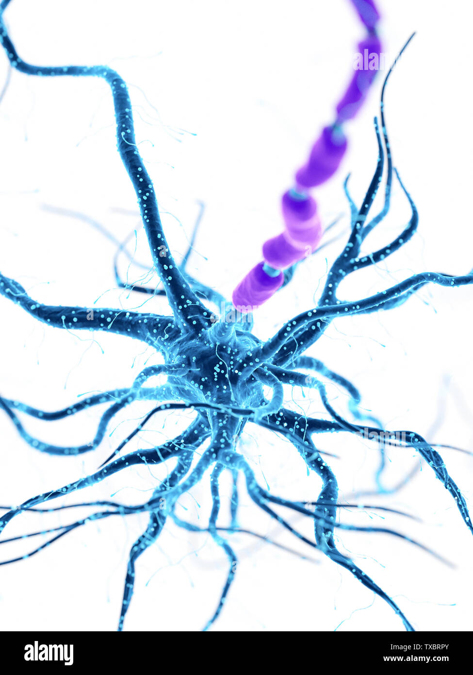 3d rendered medically accurate illustration of an human nerve cell ...