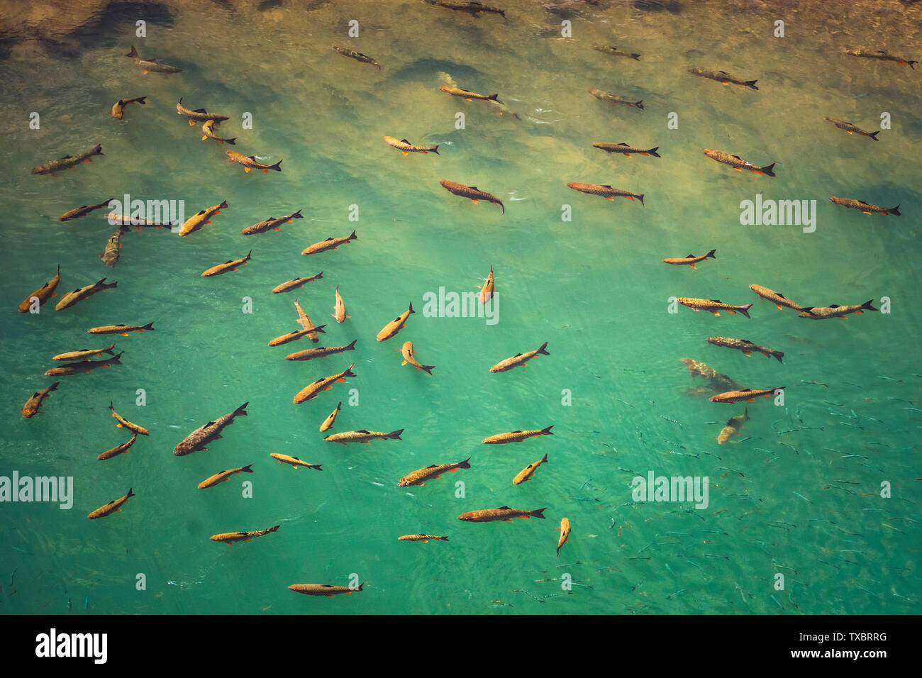 Red eyed fish hi-res stock photography and images - Alamy