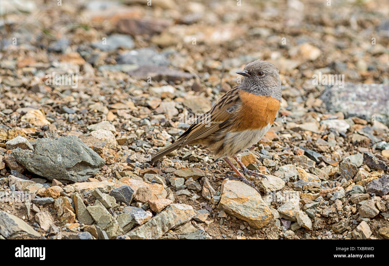 Robin rock lark Stock Photo - Alamy