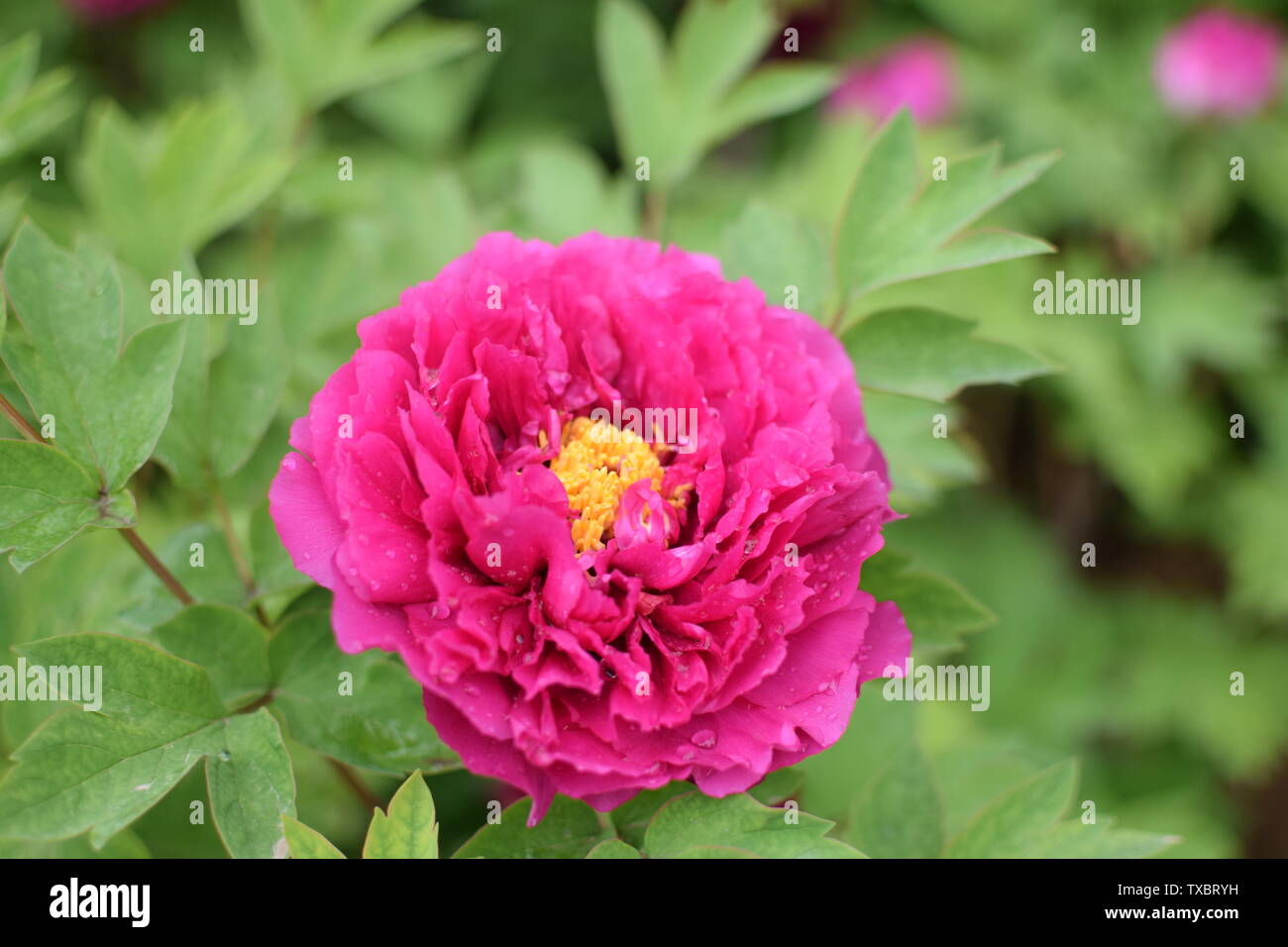 loyang peony flower Stock Photo - Alamy