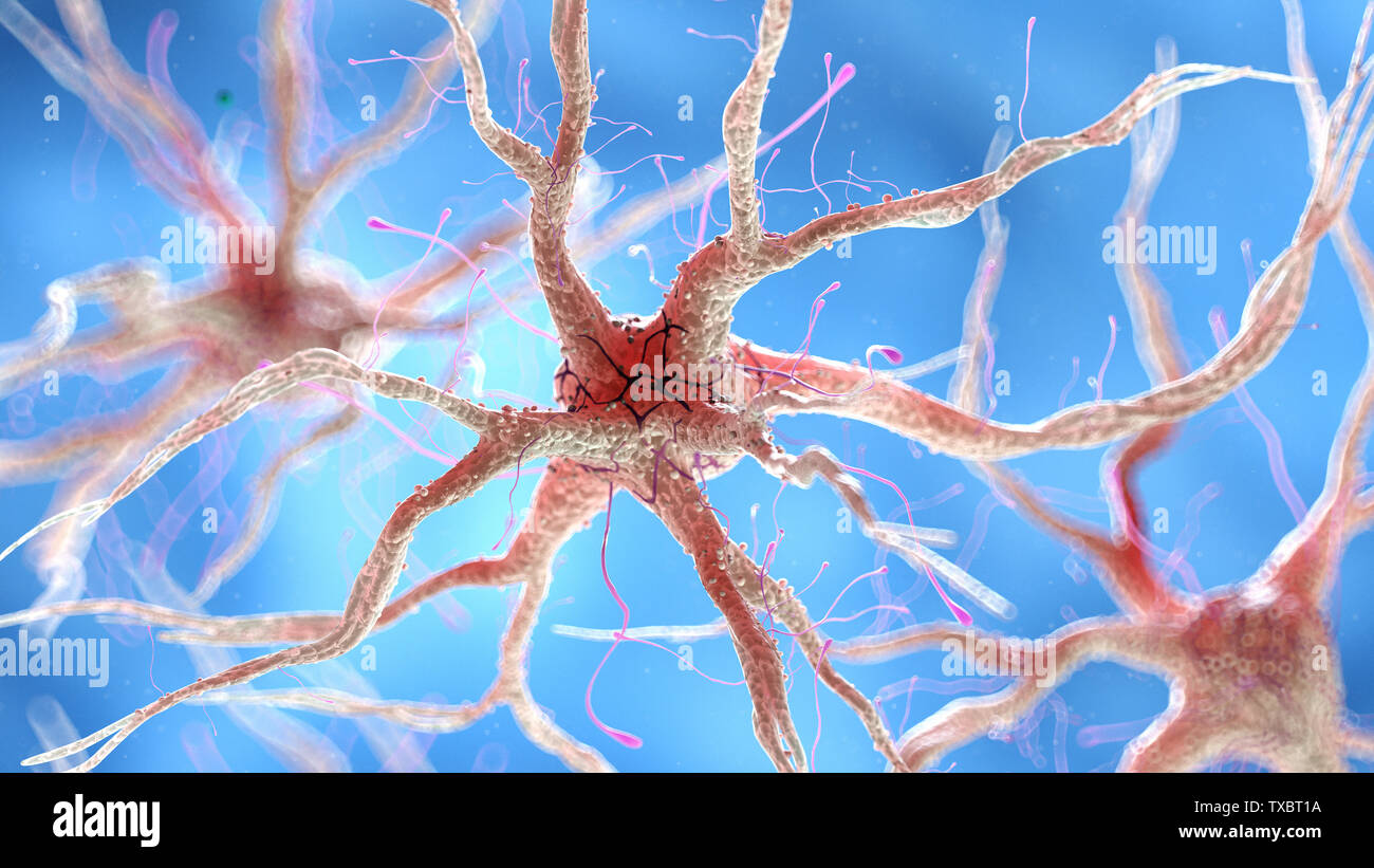3d rendered medically accurate illustration of a healthy human nervous ...