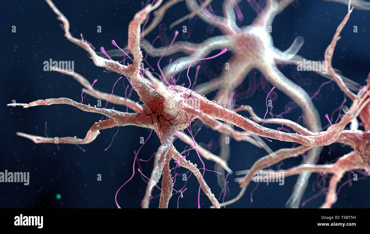 3d rendered medically accurate illustration of a human nerve cell Stock ...