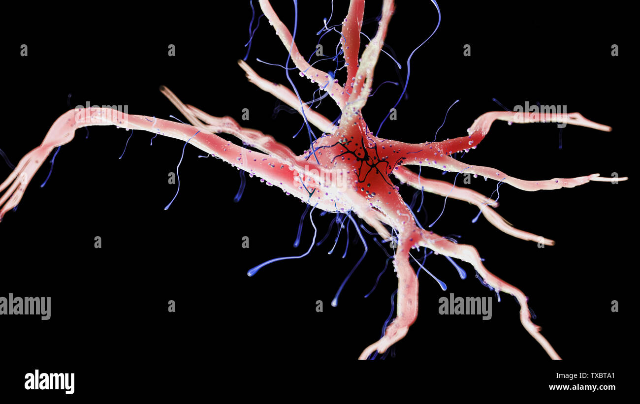 3d rendered medically accurate illustration of a human nerve cell Stock ...