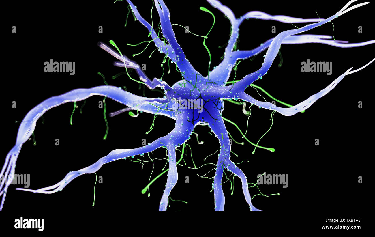 3d rendered medically accurate illustration of a human nerve cell Stock ...