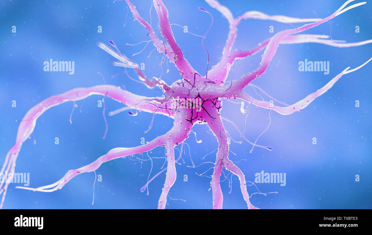 3d rendered medically accurate illustration of a human nerve cell Stock ...