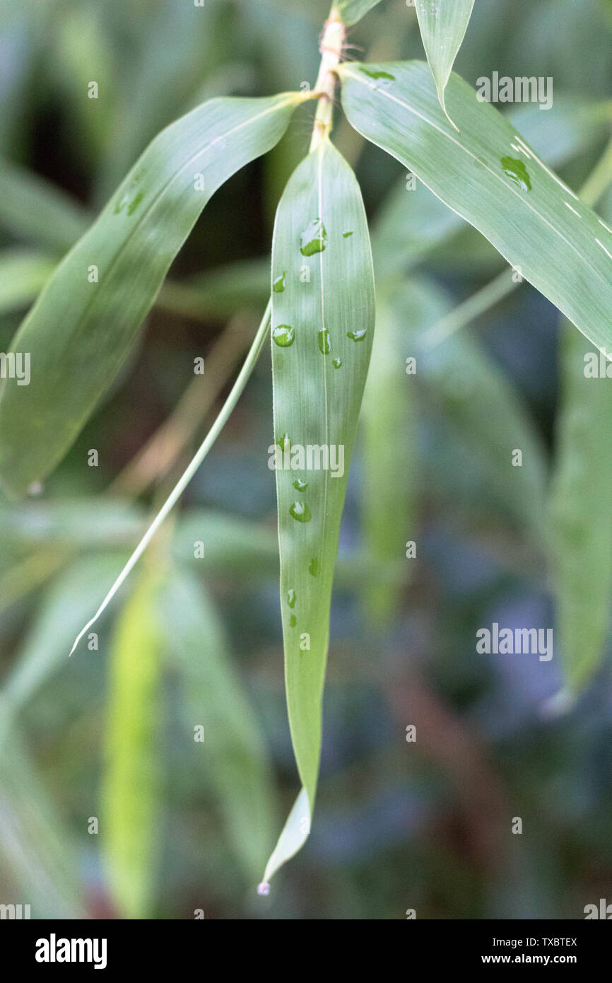 Photo by Zhao Tuo Park Stock Photo - Alamy