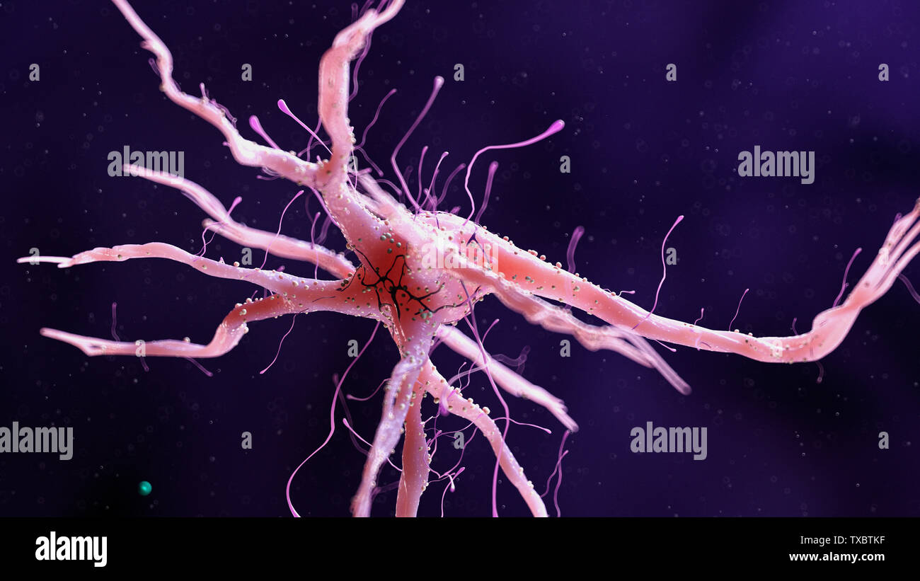 3d rendered medically accurate illustration of a human nerve cell Stock ...