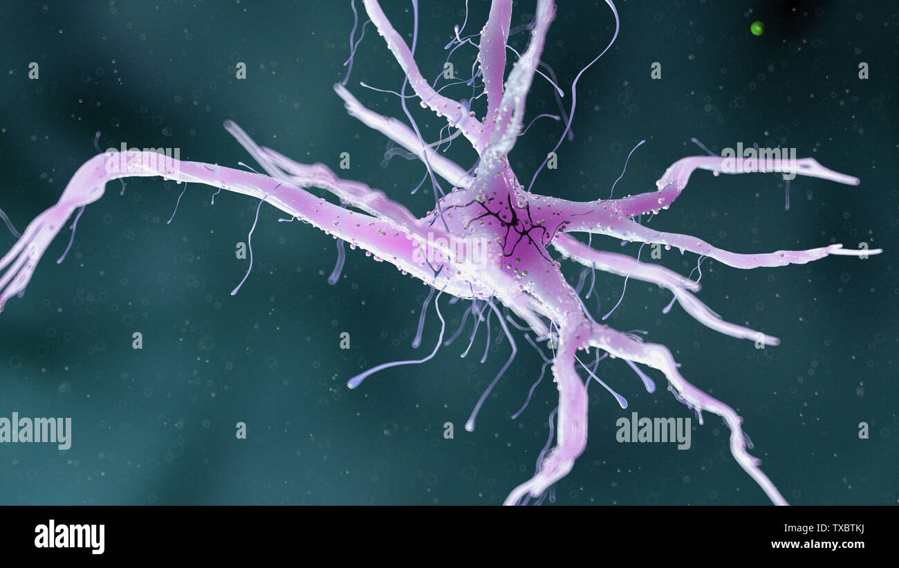 3d rendered medically accurate illustration of a human nerve cell Stock ...