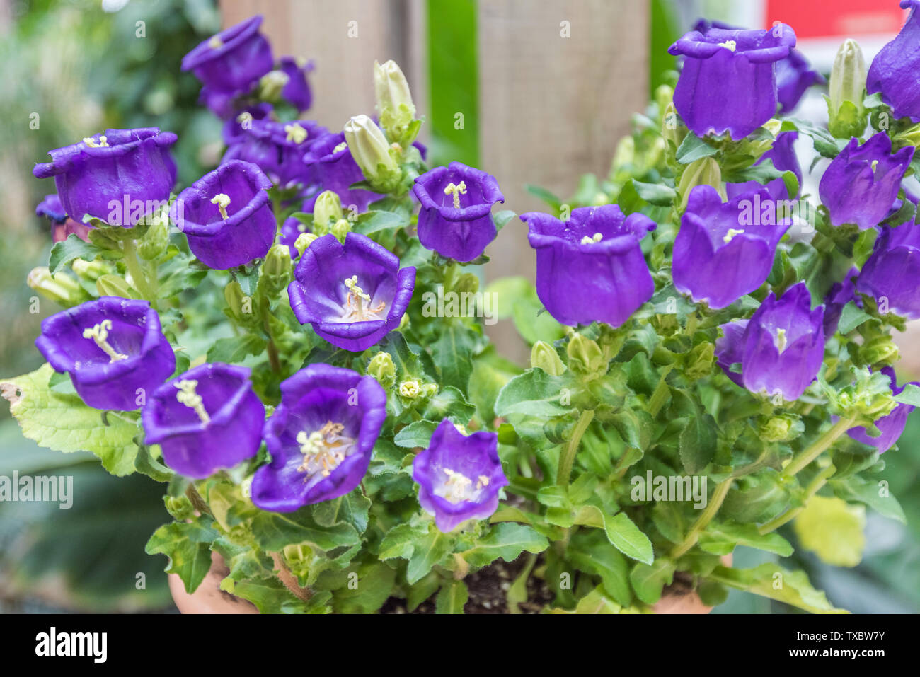 Indoor wind bell hi-res stock photography and images - Alamy