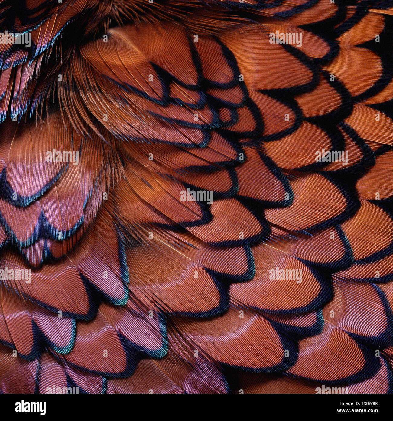 Closeup abstract background image of colorful ring-necked pheasant ...