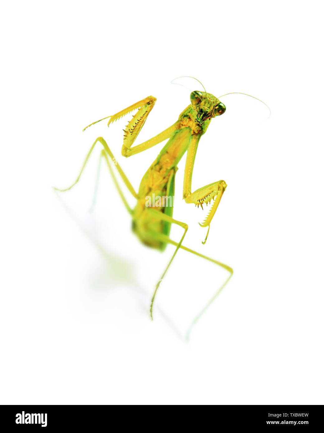 Deadly mantis hi-res stock photography and images - Alamy