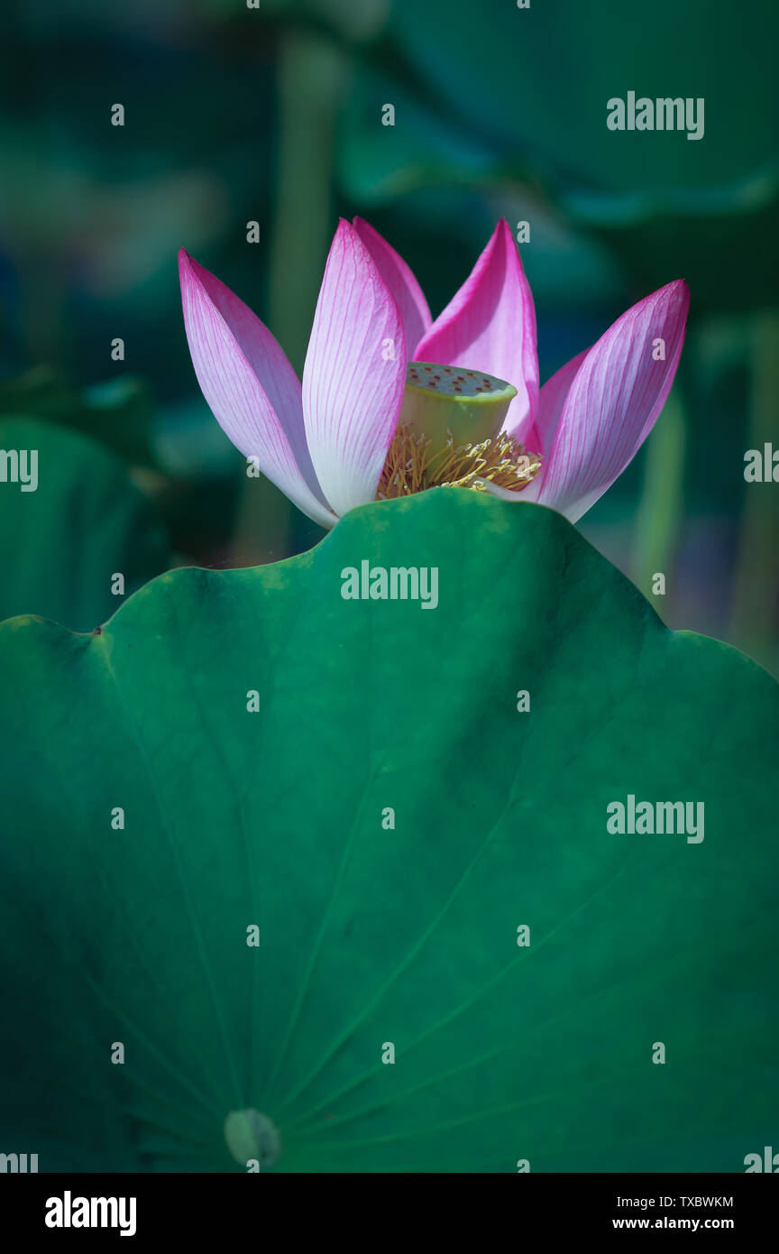 Photographed in Shifang, Sichuan, 2018 Stock Photo - Alamy