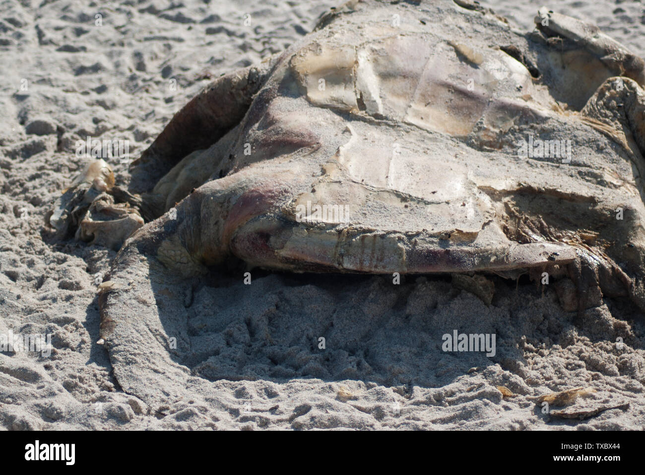 Dead Sea Turtle on Beach, Florida Stock Photo - Alamy