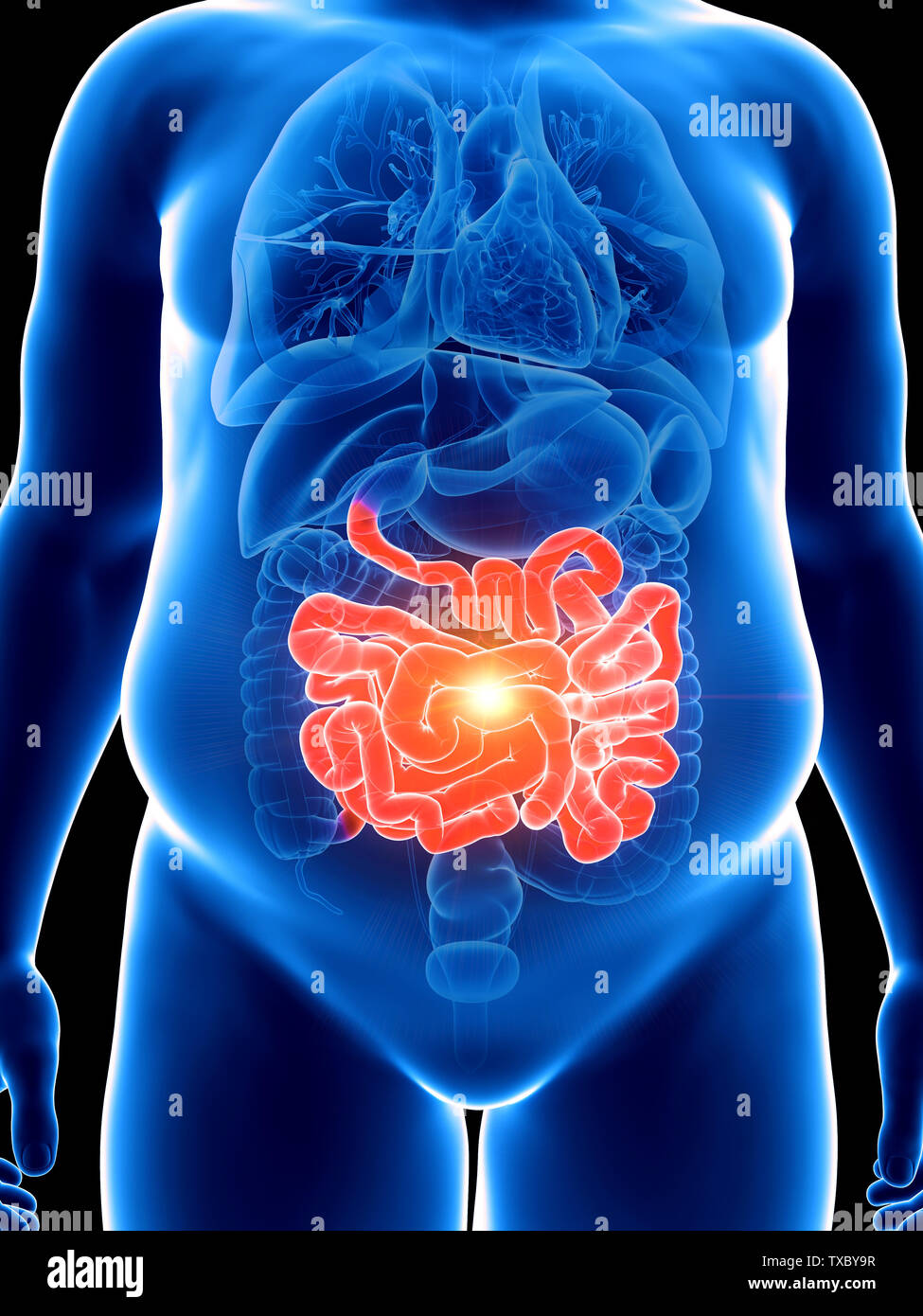 Fatty intestine hi-res stock photography and images - Alamy