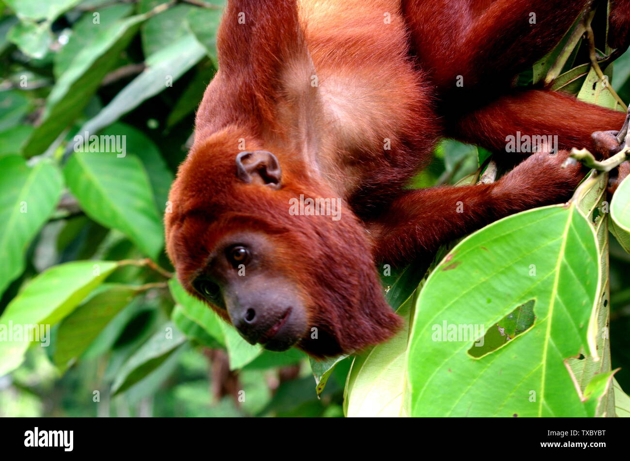 Howler monkey of the Amazon Stock Photo - Alamy