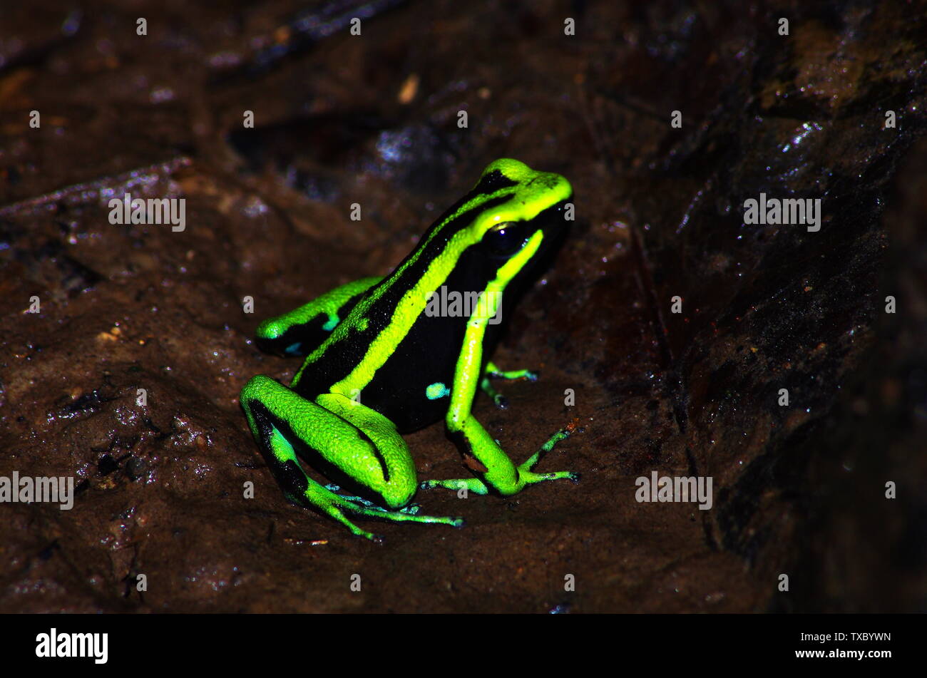 Poisonous toad of the Amazon Stock Photo - Alamy
