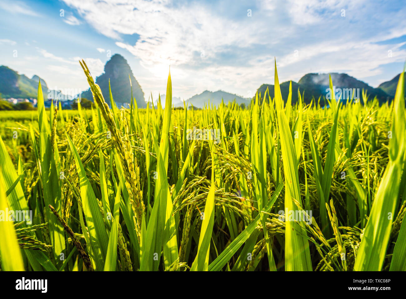 Rice spikes and rice grains hi-res stock photography and images - Alamy