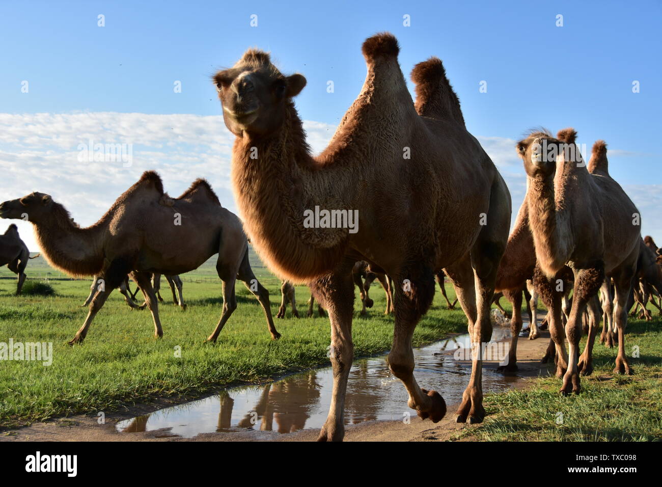 Single peak camel hi-res stock photography and images - Alamy