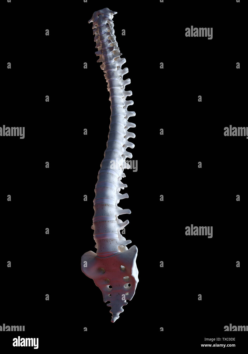 3d rendered, medically accurate illustration of a spine Stock Photo - Alamy