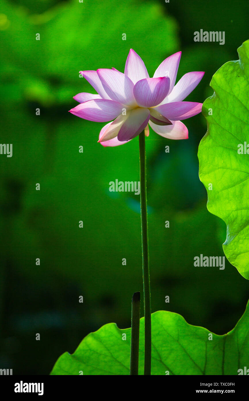 Foreign lotus genus hi-res stock photography and images - Alamy
