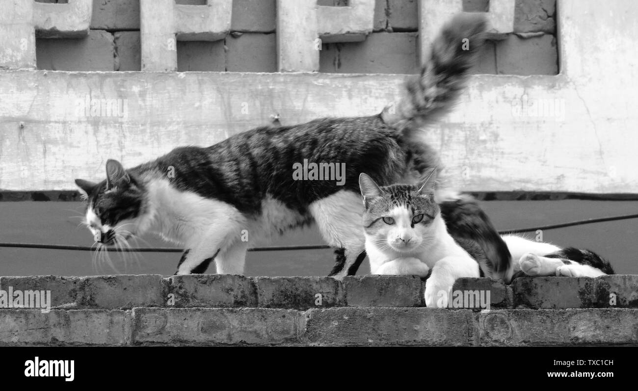 Hey kitty hi-res stock photography and images - Alamy