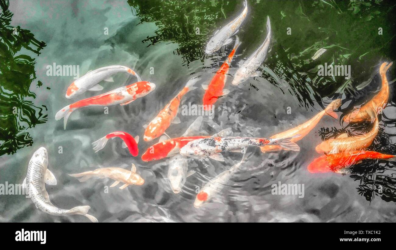 Goldfish water splash hi-res stock photography and images - Alamy