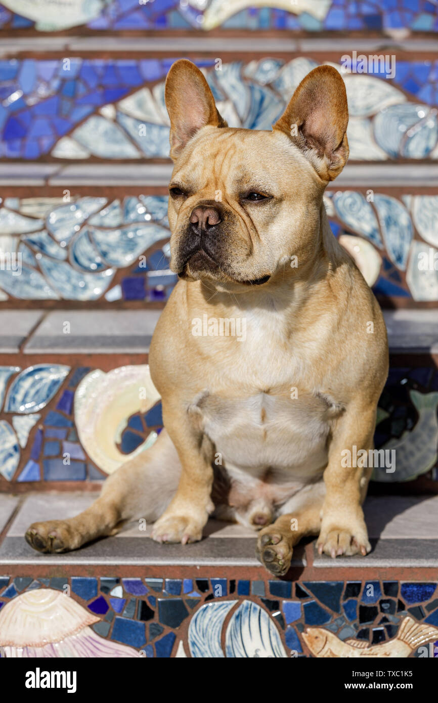 Cute frenchies hi-res stock photography and images - Alamy