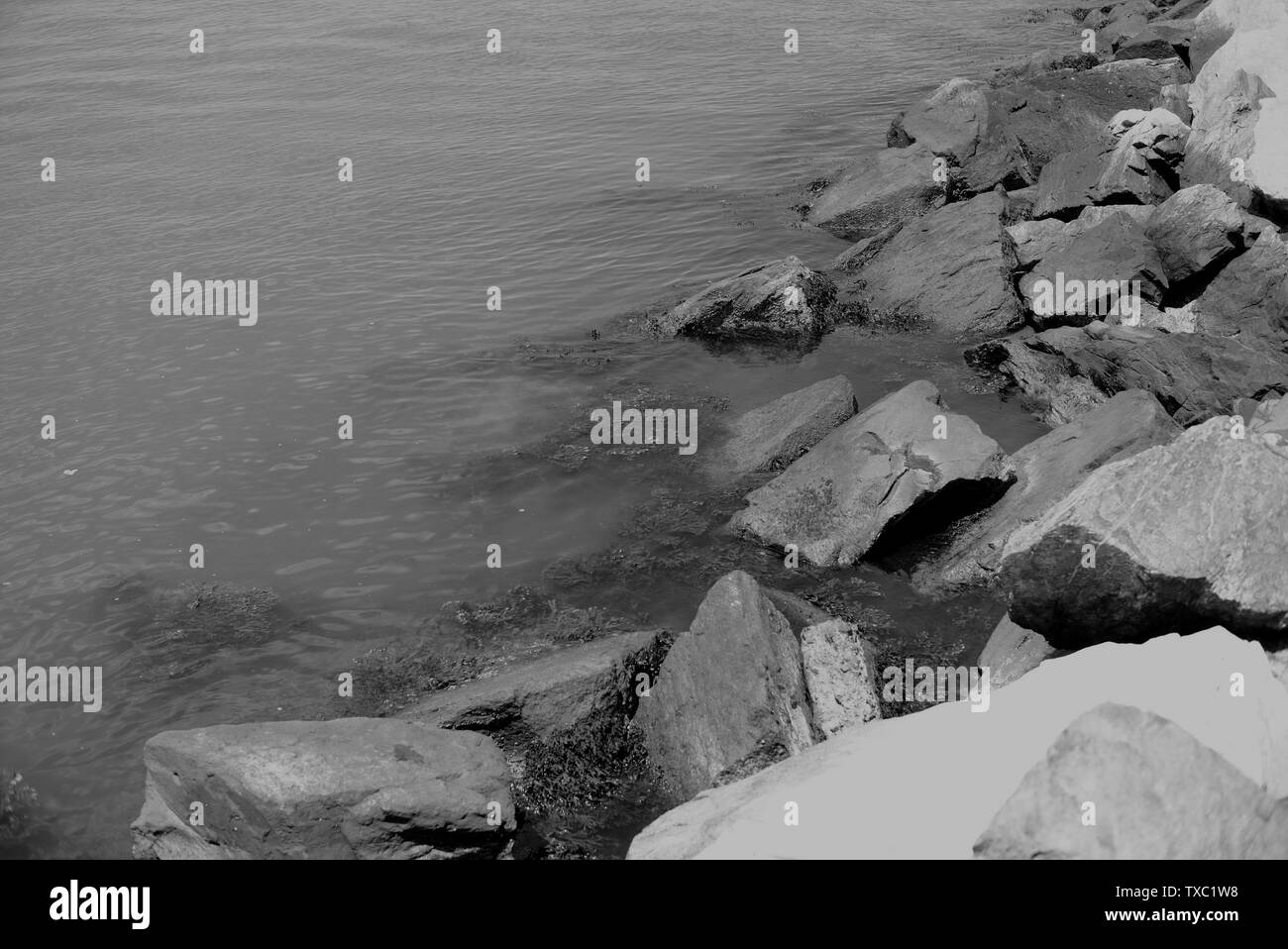 Algae Black and White Stock Photos & Images - Alamy