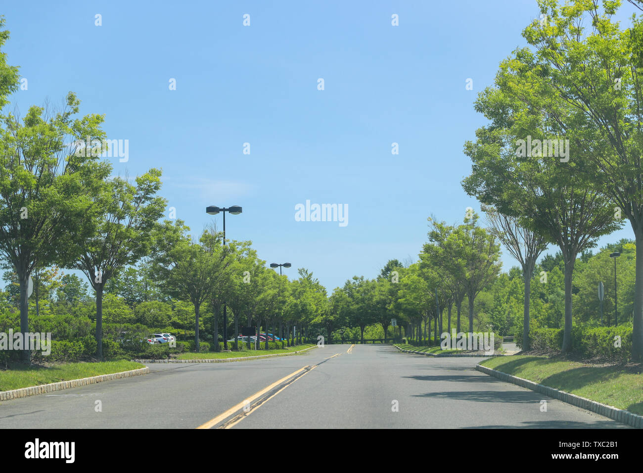 Street with two rows of beautiful trees - Image Stock Photo - Alamy