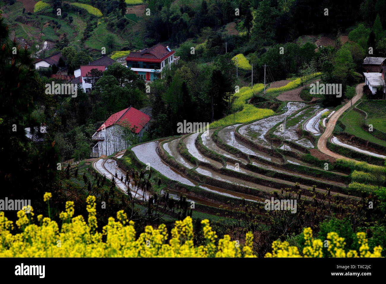 Hanzhong, rapeseed season Stock Photo - Alamy