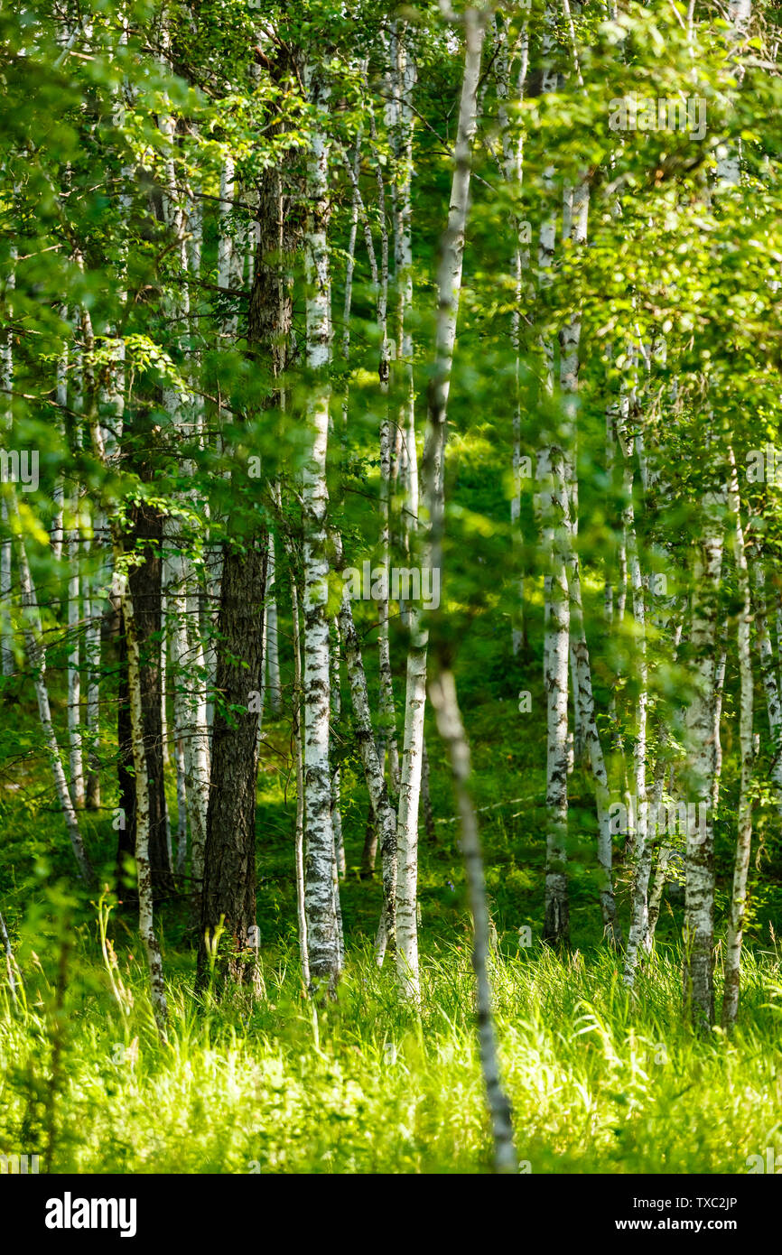 Hulunbuir Haur River, Inner Mongolia Stock Photo - Alamy