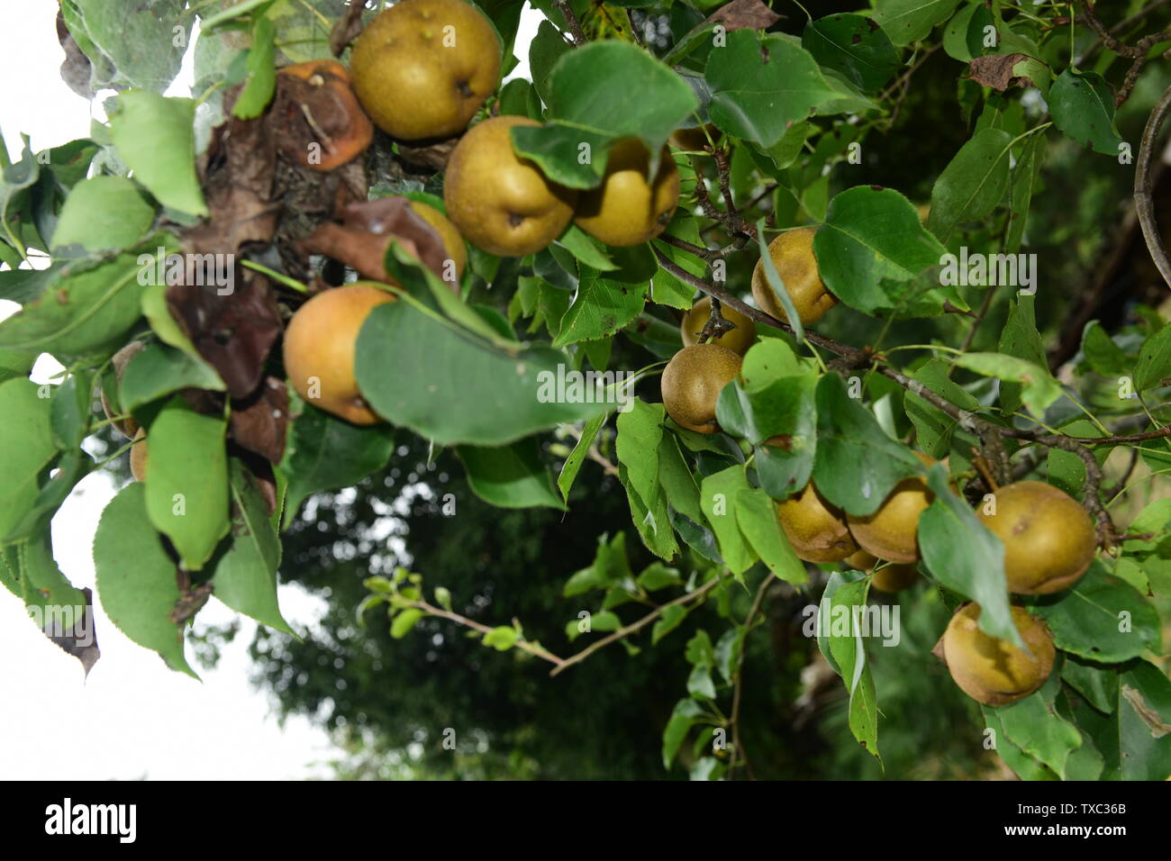 Pears development hi-res stock photography and images - Alamy