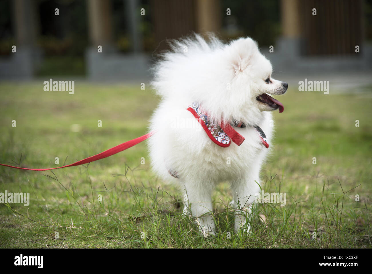 White foxhound hi-res stock photography and images - Alamy