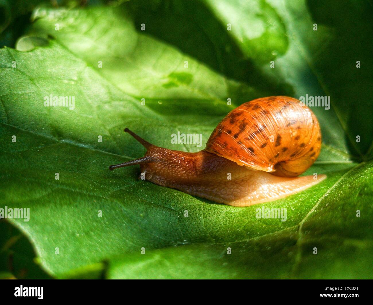 cell phone microphotography Stock Photo - Alamy